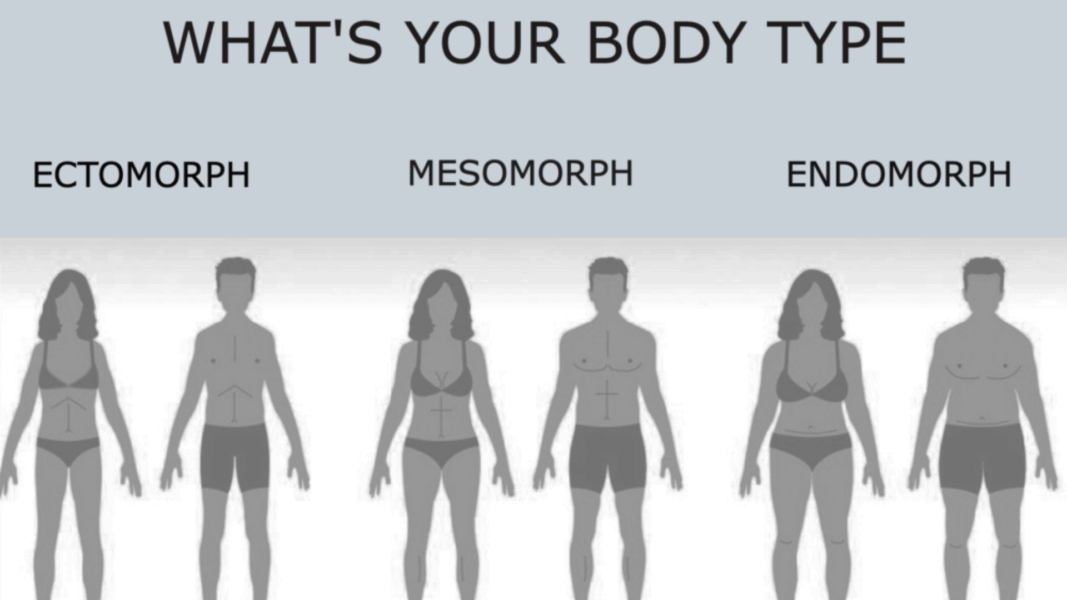 What Is An Endomorph Body Type And Can An Endomorph Lose Weight 50 What Is An Endomorph Body Type And Can An Endomorph Lose Weight 50