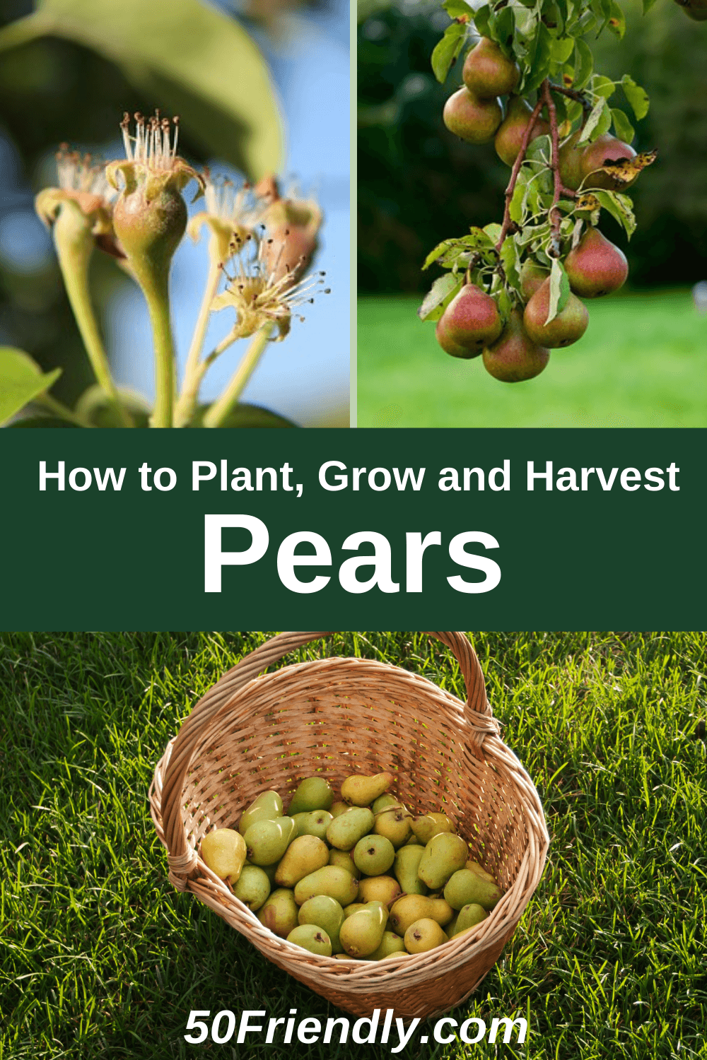 PEARS - How to Plant, Grow, And When to Harvest - 50 Friendly